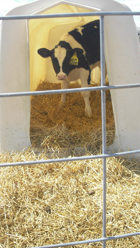RSI Calf Systems - Calf Hutches